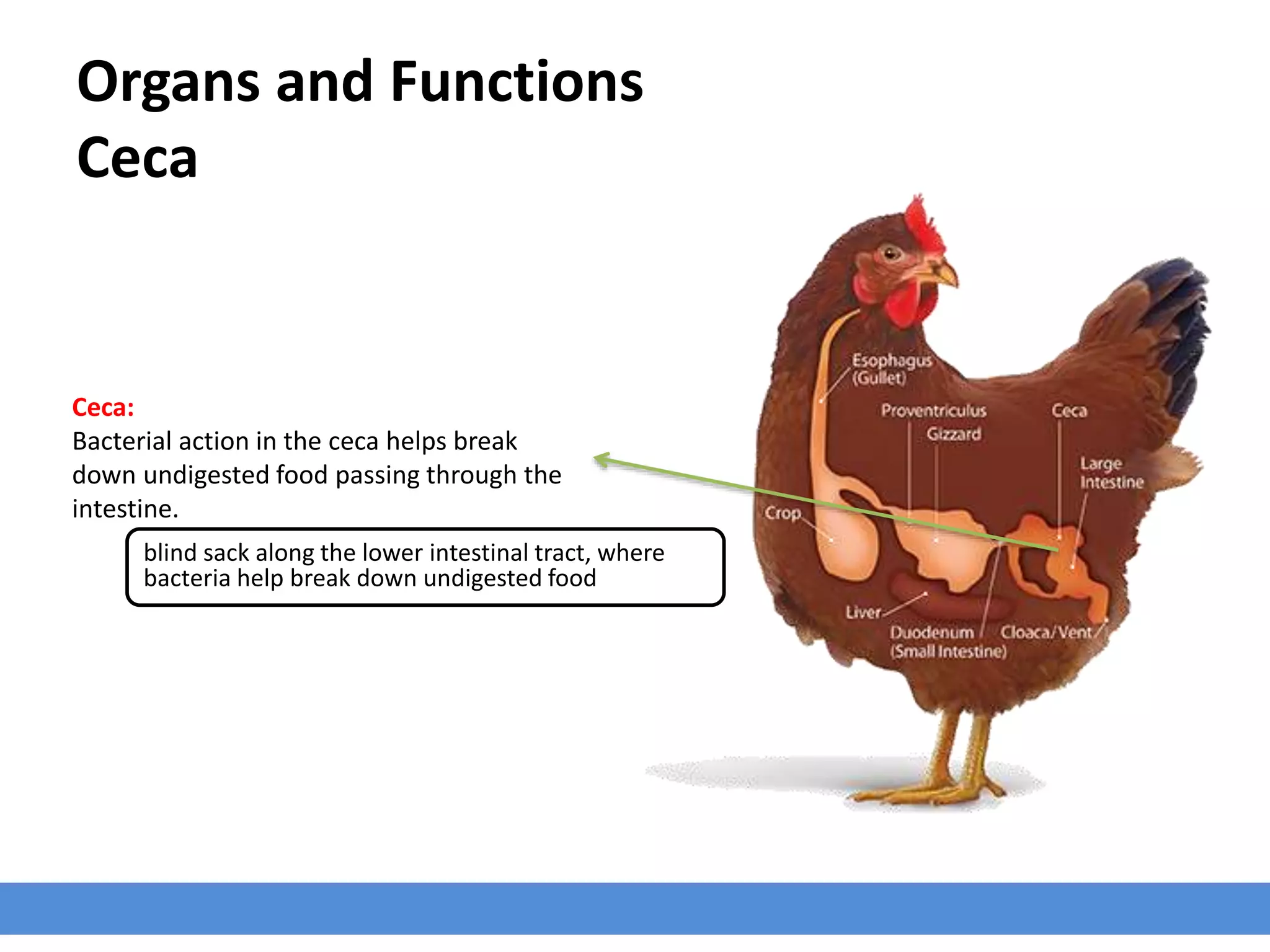Avian Digestive System | PPTX