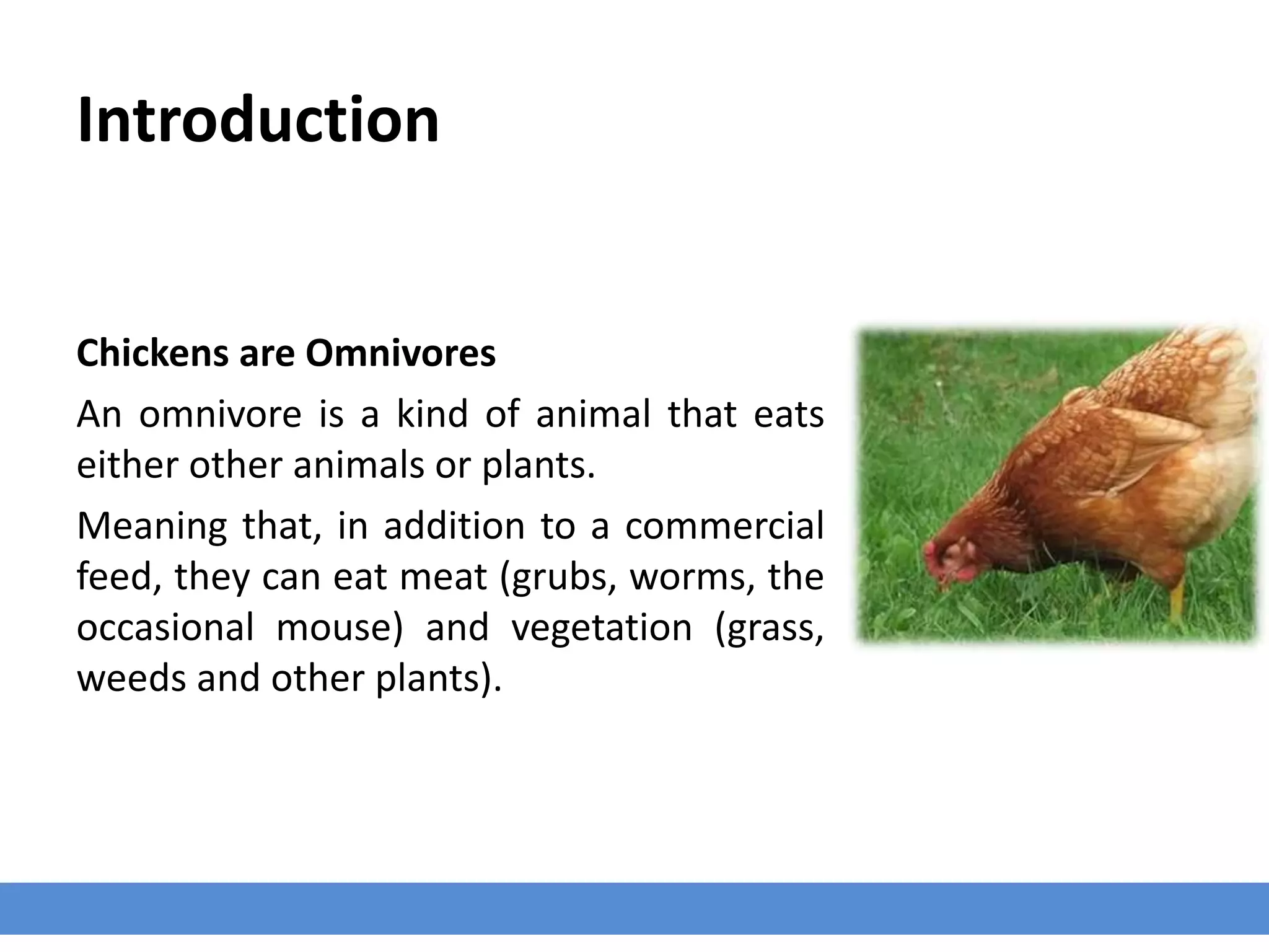 Avian Digestive System | PPTX