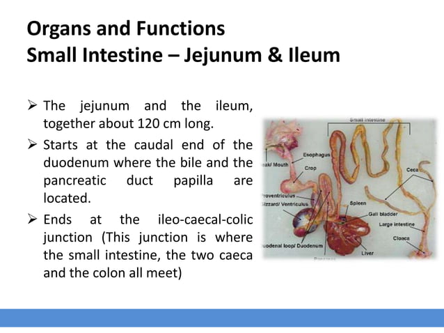 Avian Digestive System | PPTX | Digestive Disorders | Diseases and ...