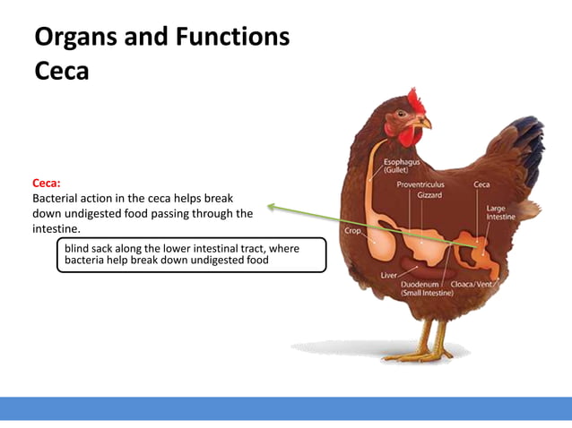 Avian Digestive System | PPTX | Digestive Disorders | Diseases and ...