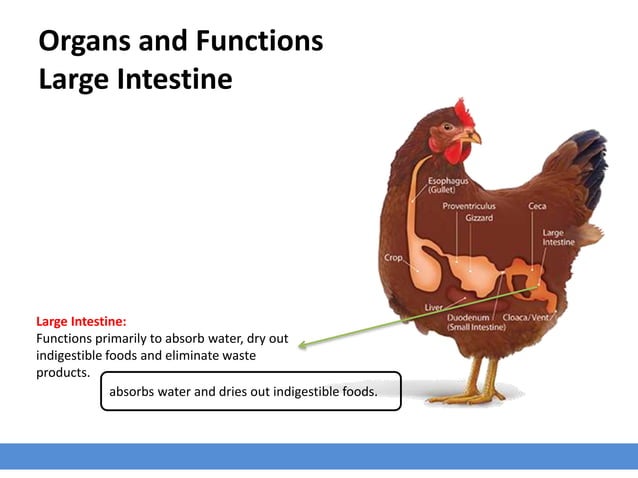 Avian Digestive System | PPTX | Digestive Disorders | Diseases and ...