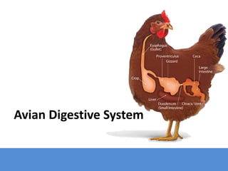 Chicken Digestive System Diagram