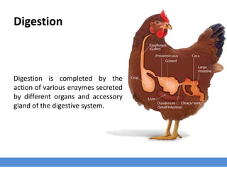 Digestive System Of A Bird