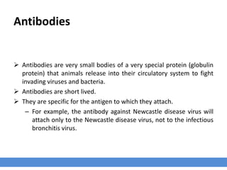 Avian immune system | PDF