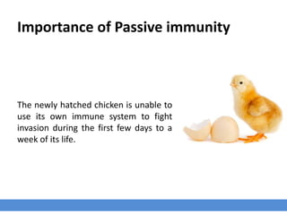 Avian immune system | PDF