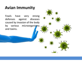 Avian immune system | PDF