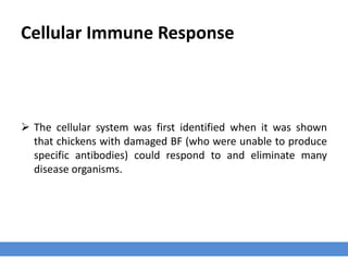 Avian immune system | PDF