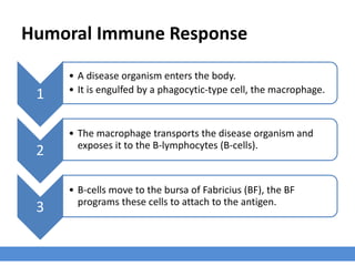 Avian immune system | PDF