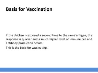 Avian immune system | PDF