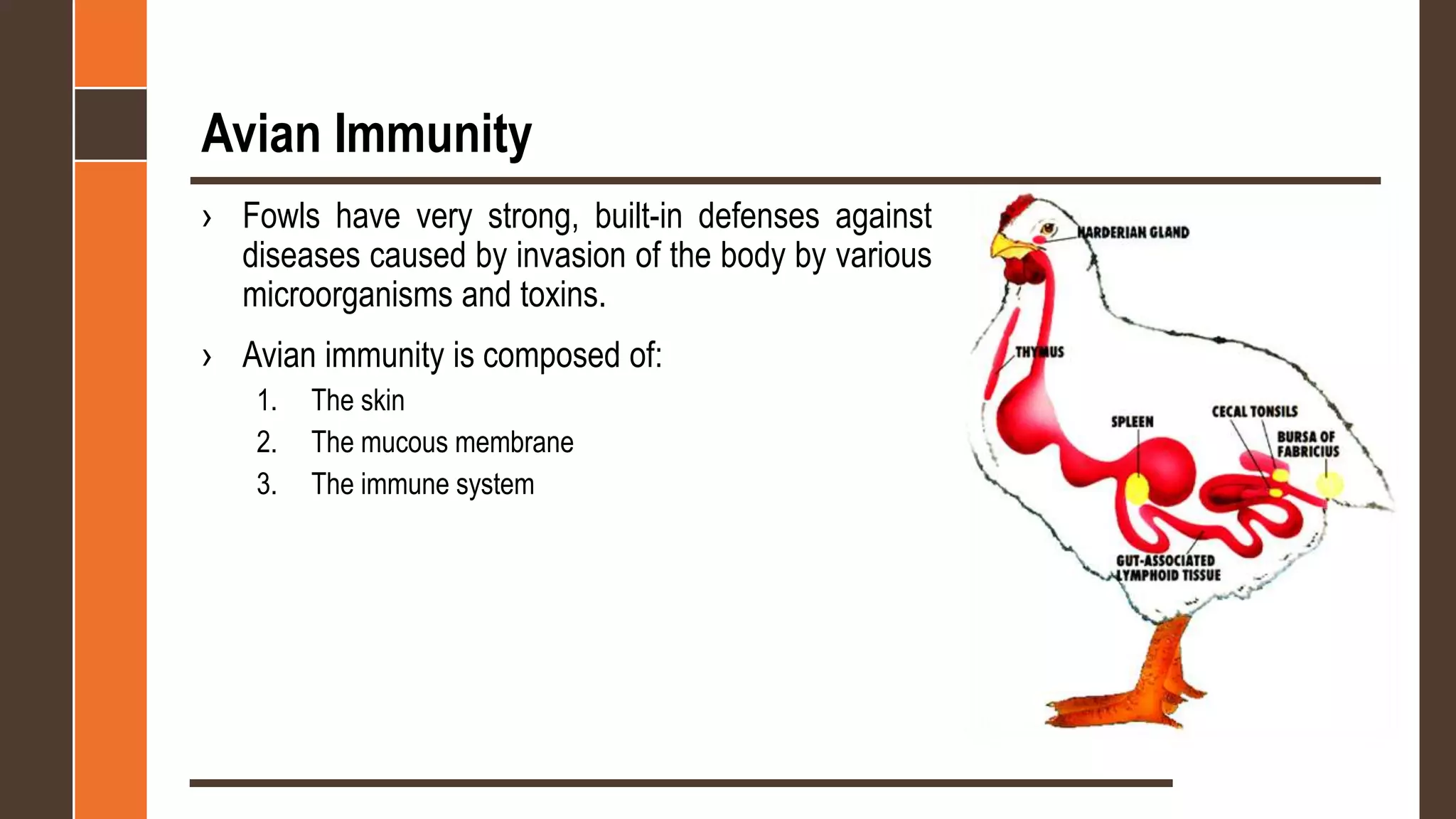 1- Avian Immunity_Intorduction.pptx