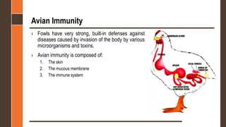 1- Avian Immunity_Intorduction.pptx | Infectious Diseases | Diseases ...