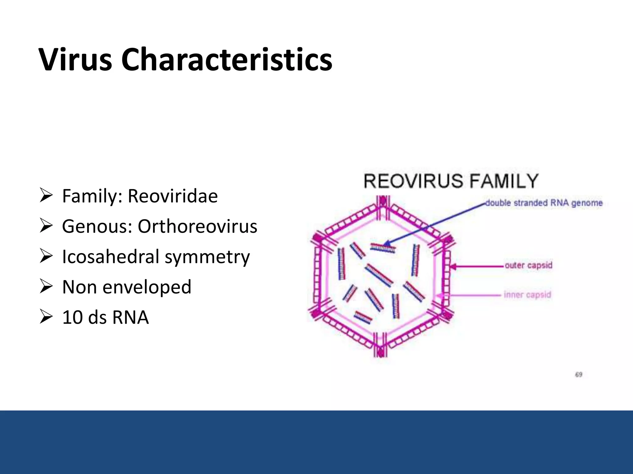 Avian Reo Virus | PPTX