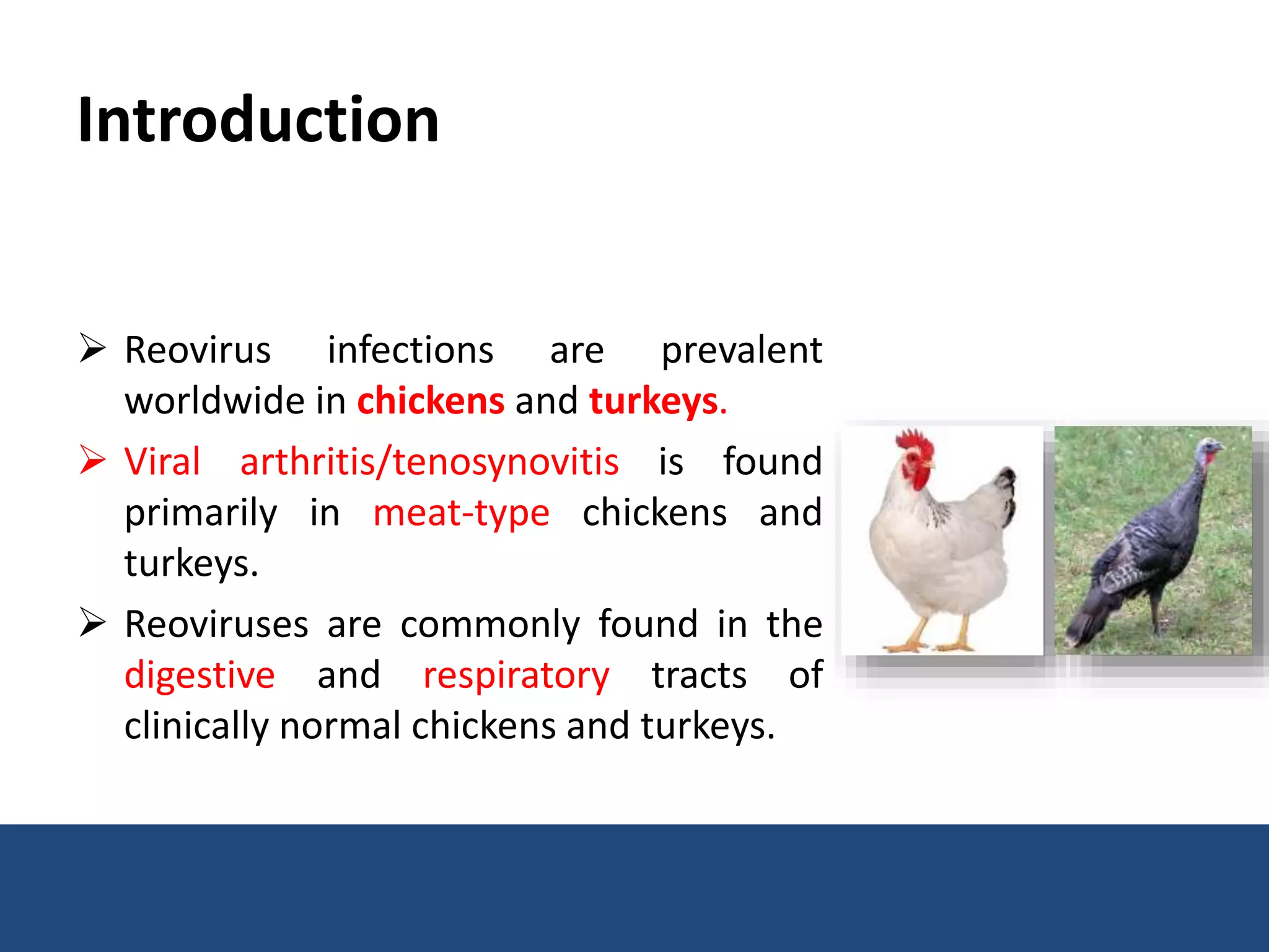 Avian Reo Virus | PPTX