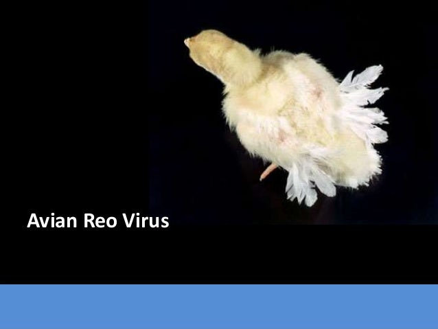 Avian Reo Virus