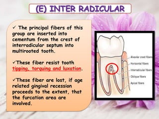 Interradicular Septum