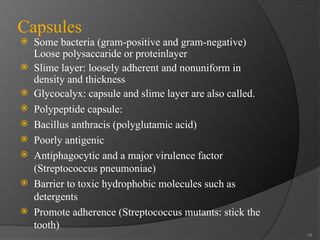 food microbiology bacterial contamination | PPT