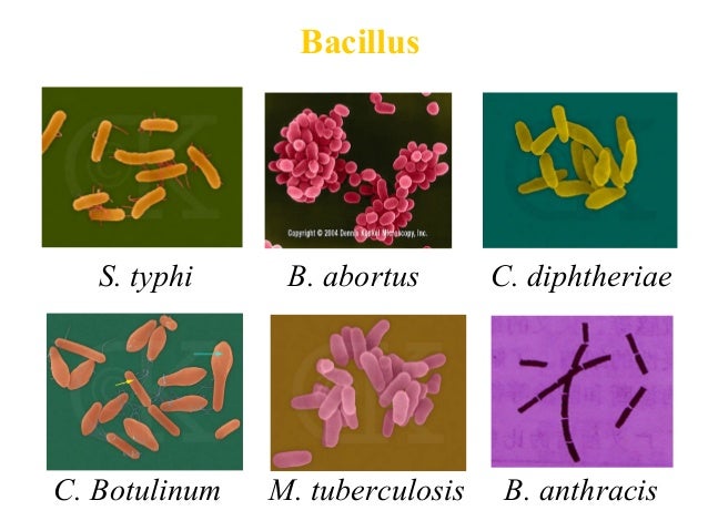 1 basic characters of bacteria