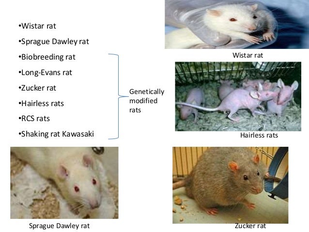 1. basics of experimental pharmacology