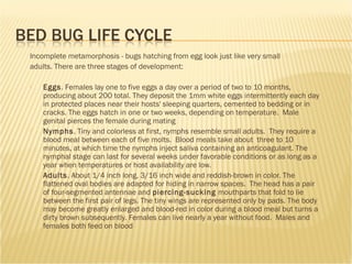 1. bed bugs | PPT