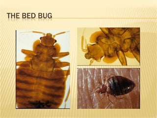 1. bed bugs | PPT
