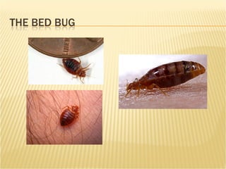 1. bed bugs | PPT