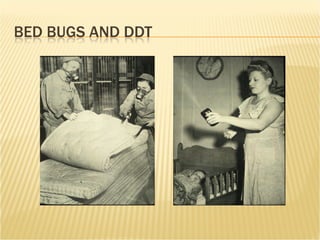 1. bed bugs | PPT