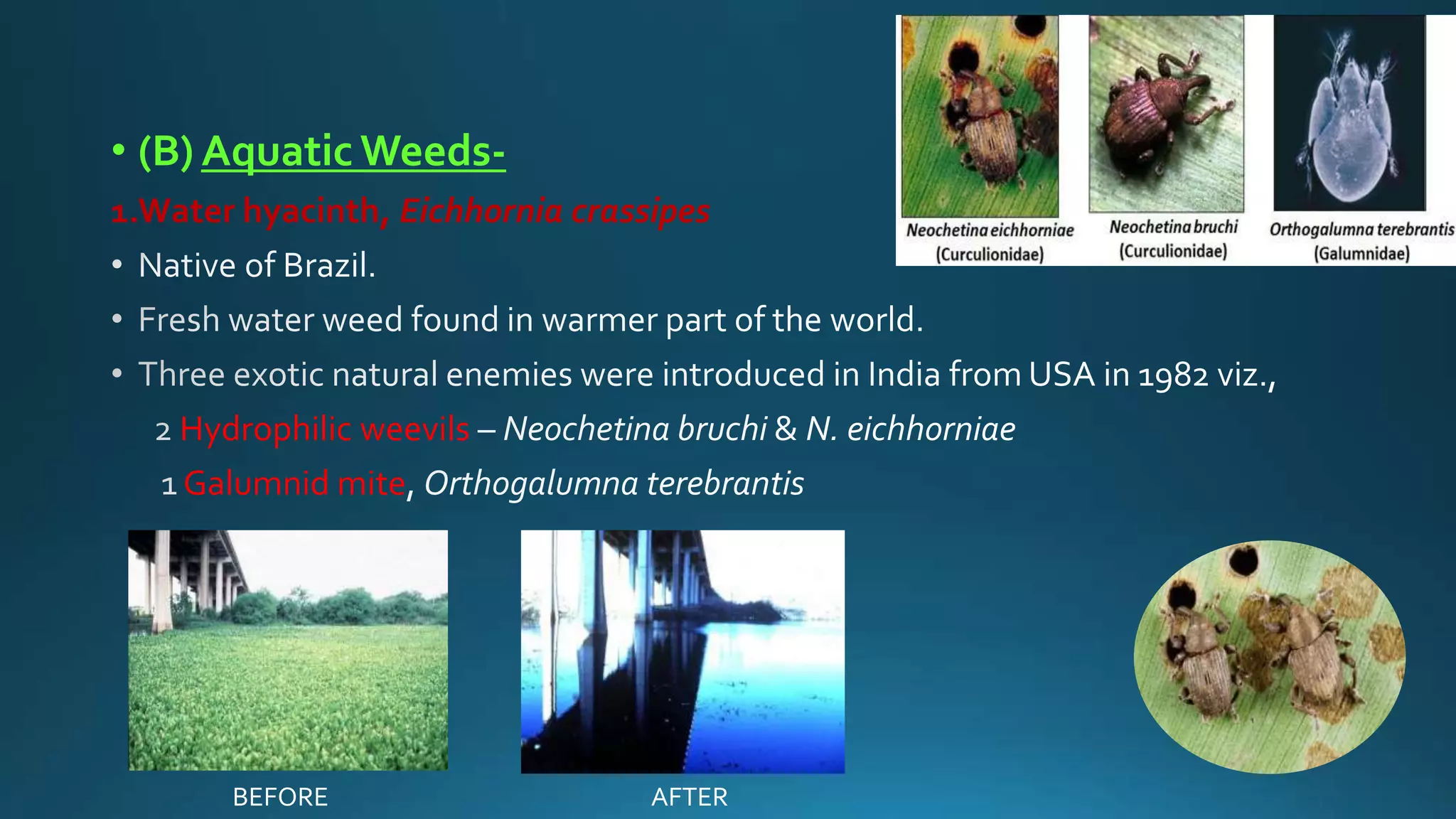 1 biological control of weeds-ajay sharma | PPTX