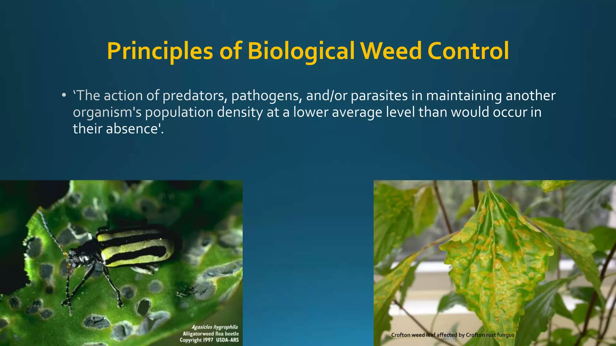 1 biological control of weeds-ajay sharma | PPTX