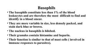 1- Specialized connective tissue bLood. Veterinary histology sciences ...