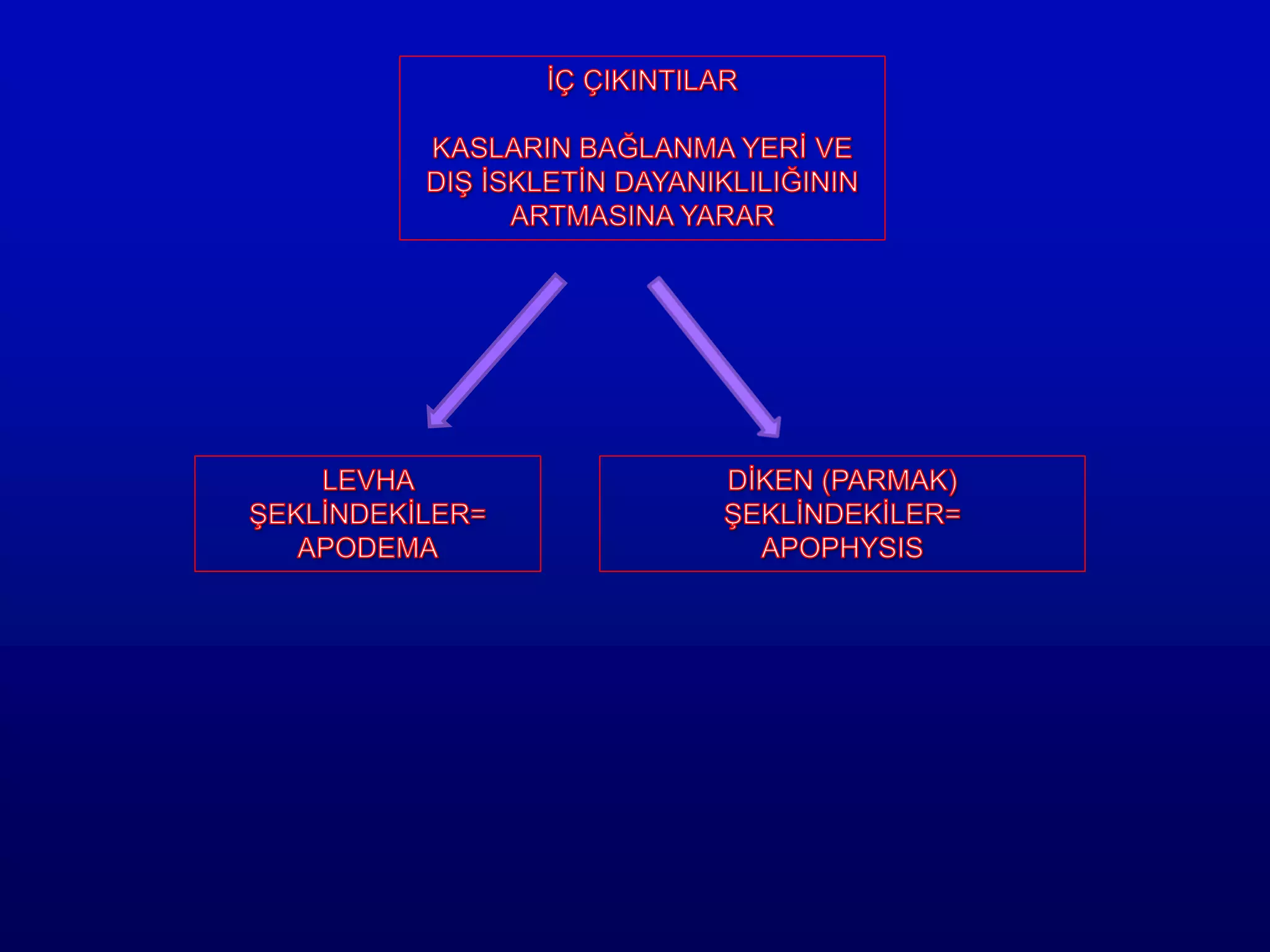 1-bocek-basi-ve-yapisi-P3N43.pdf