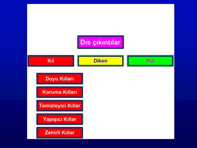 1-bocek-basi-ve-yapisi-P3N43.pdf
