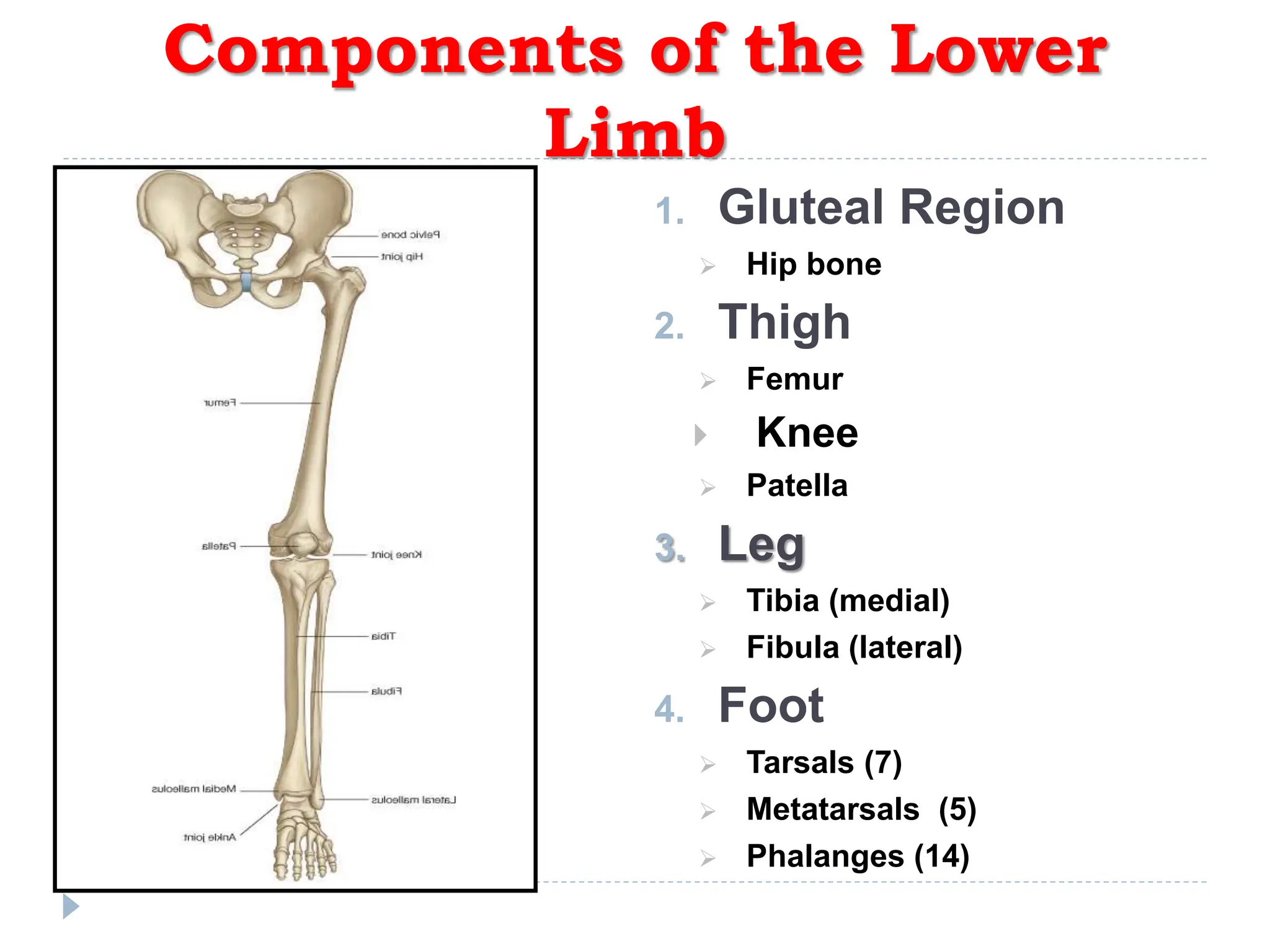 1- BONES OF LOWER LIMB WITH MORE DETAILS.ppt