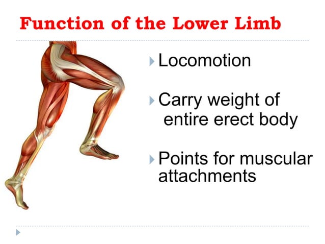 1- BONES OF LOWER LIMB WITH MORE DETAILS.ppt