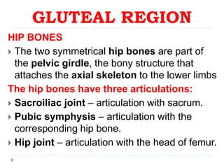 1- BONES OF LOWER LIMB WITH MORE DETAILS.ppt