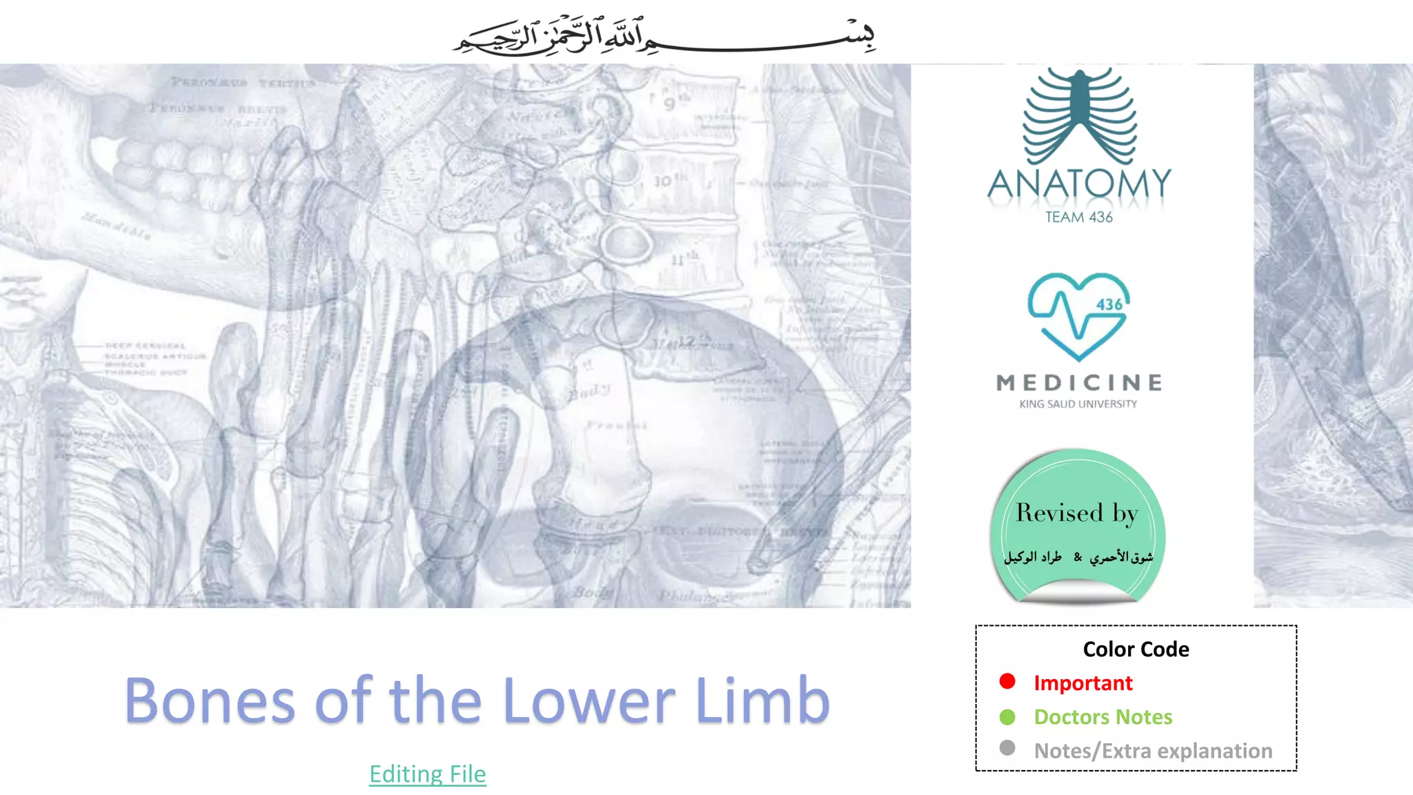 lower limb.pdf