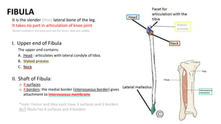 lower limb.pdf