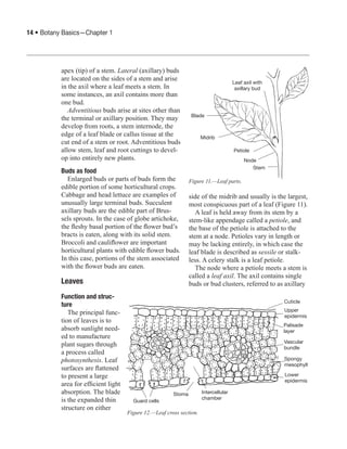 1 botany-basics | PDF