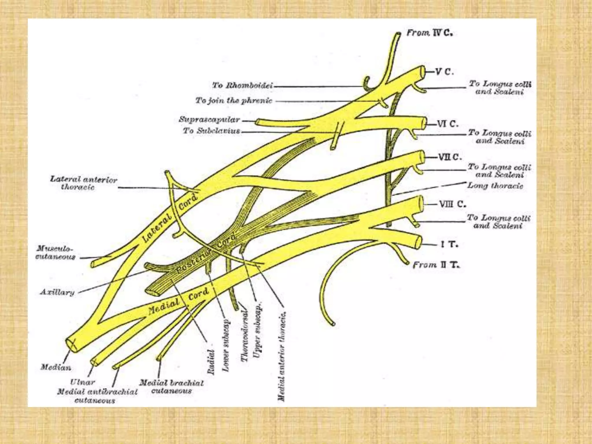 1. brachial plexus & its applied anatomy[1] | PPTX