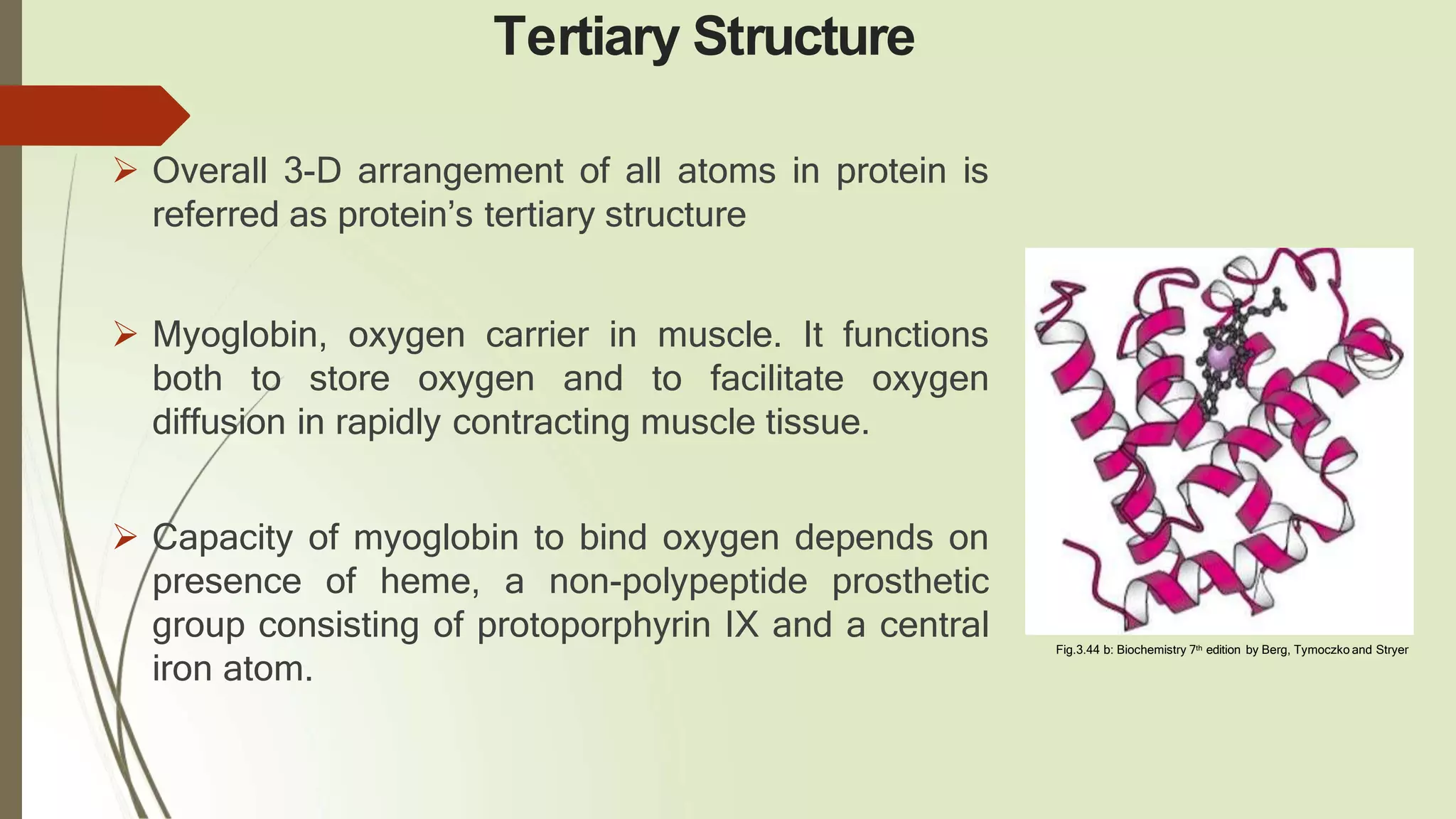 Structure of Proteins | PPTX