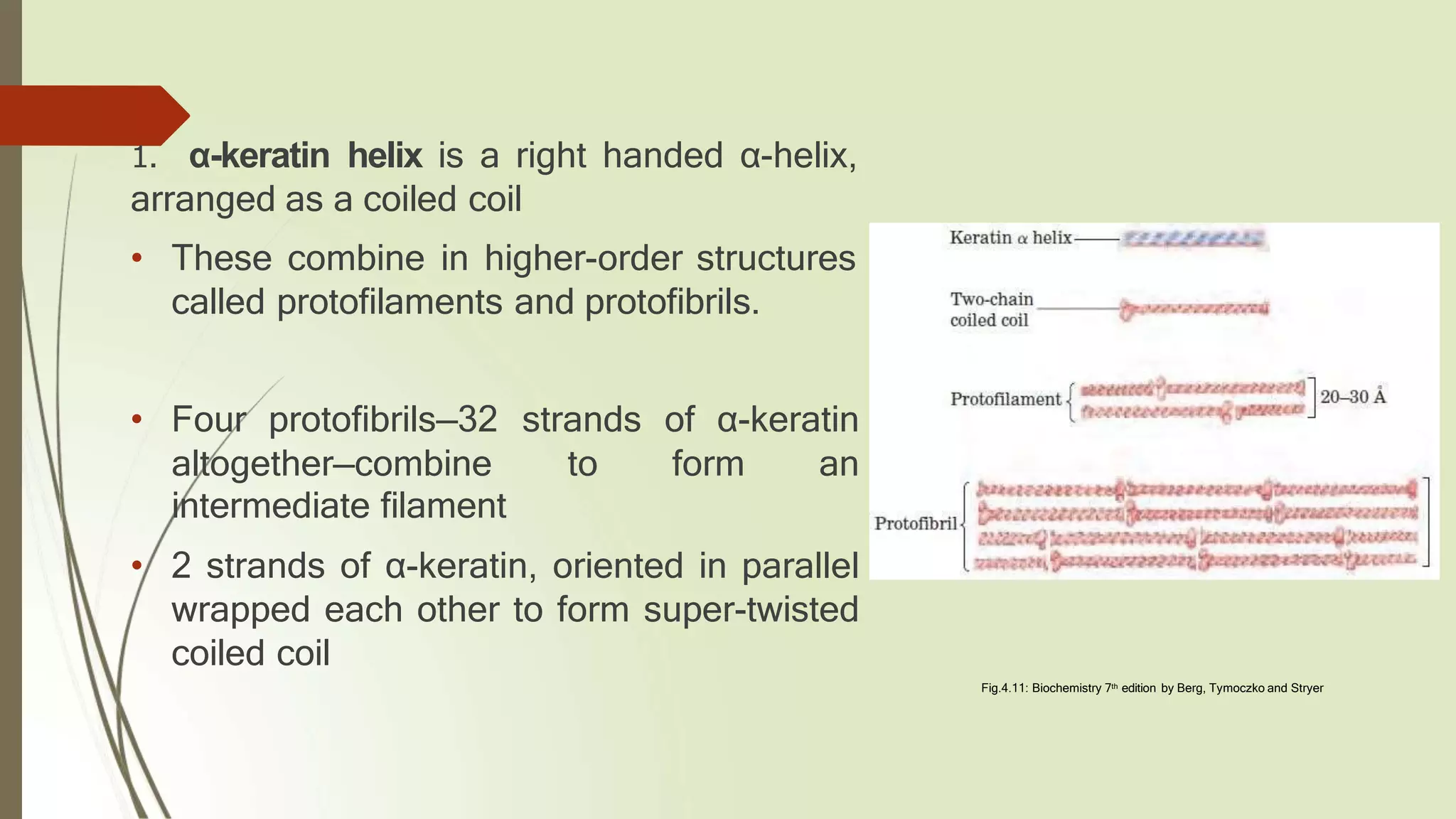 Structure of Proteins | PPTX