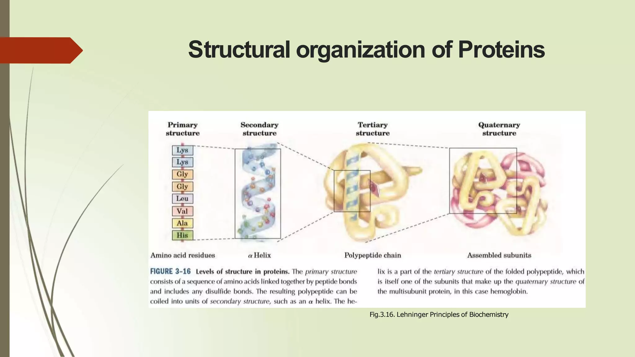 Structure of Proteins | PPTX
