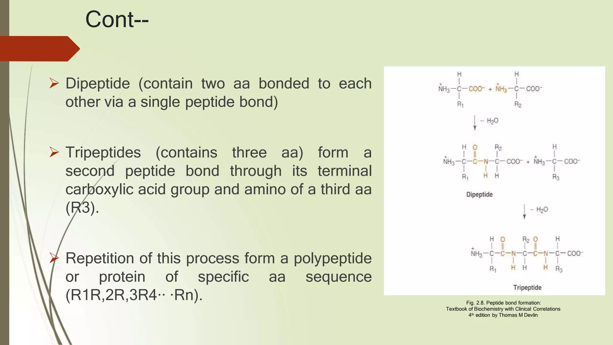 Structure of Proteins | PPTX
