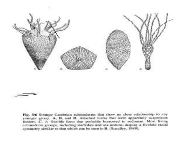 Cambrian-Ordovician Periods | PPTX | Geography | Science