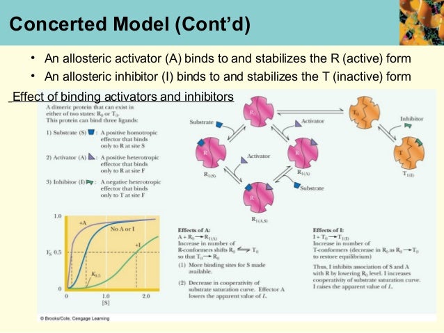 Sequential model positive cooperativity - Aslolearning