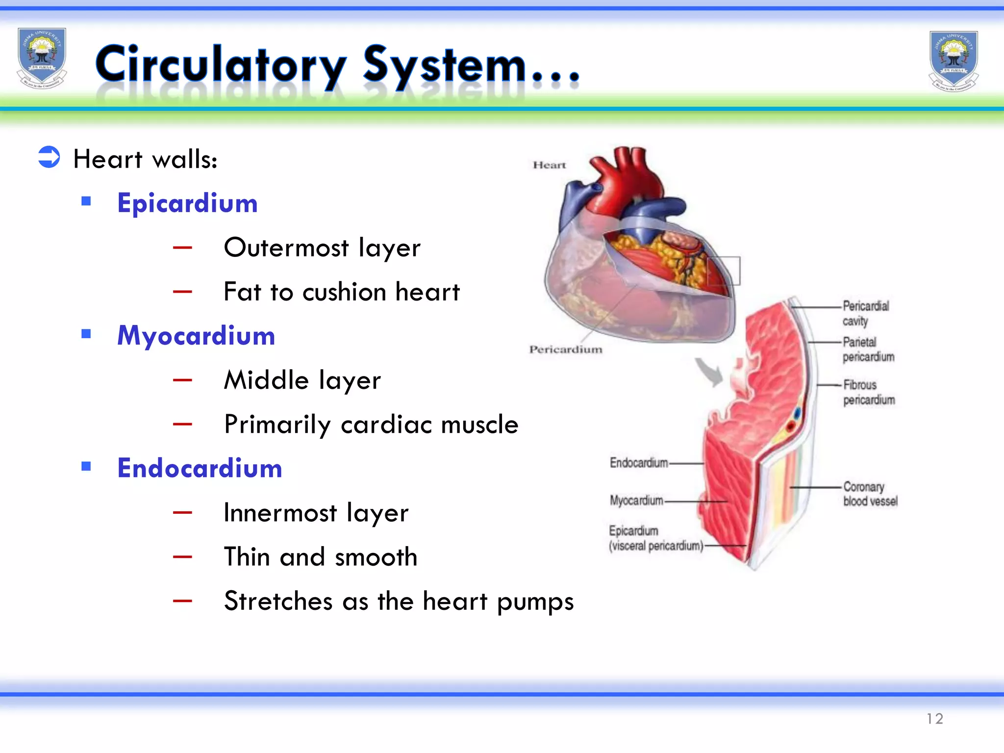 Cardiovascular testing | PDF