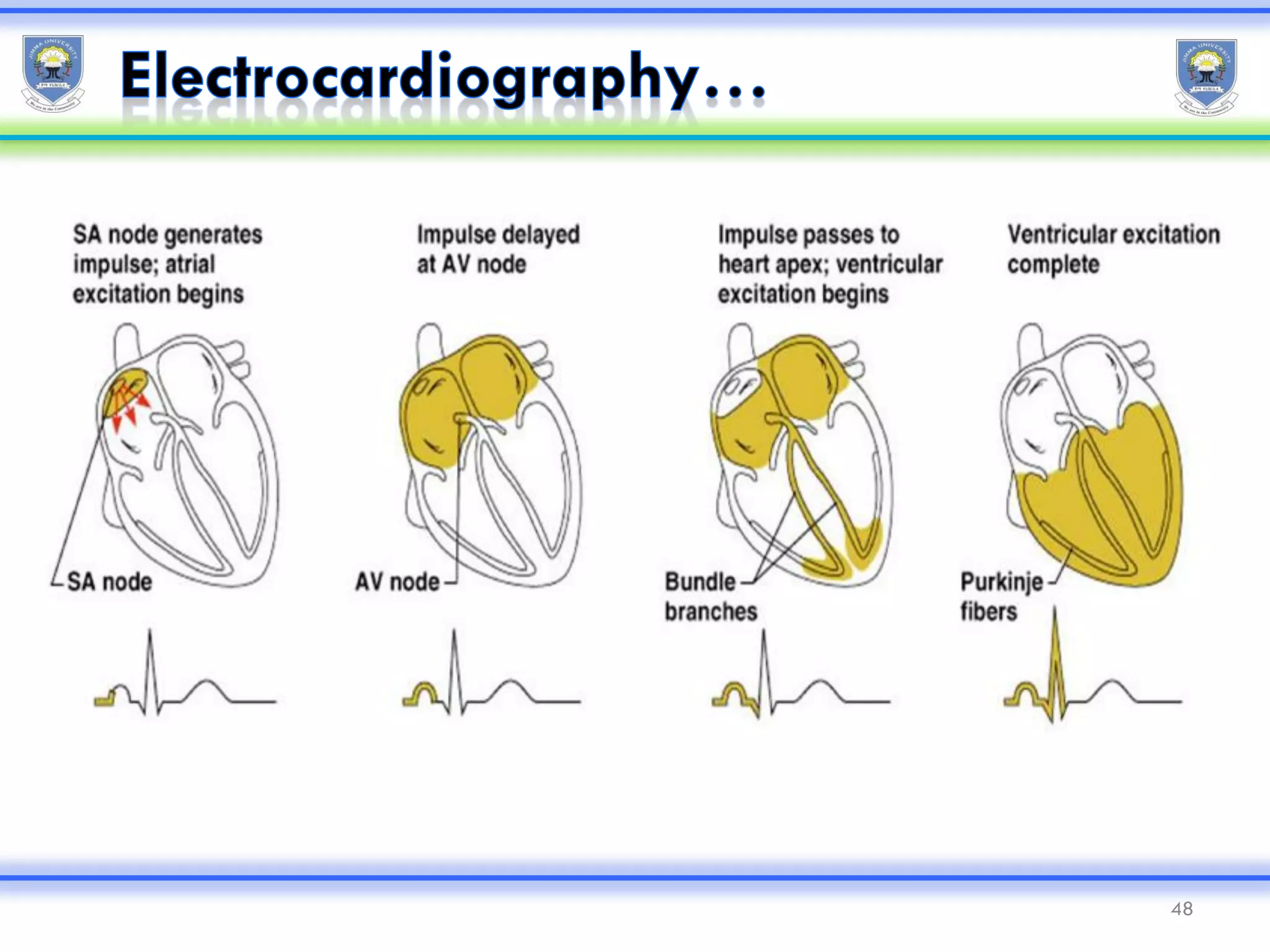Cardiovascular testing | PDF