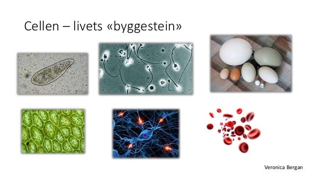 1 celler og arv - Introduksjon til kap 1 i Tellus 10, Aschehoug