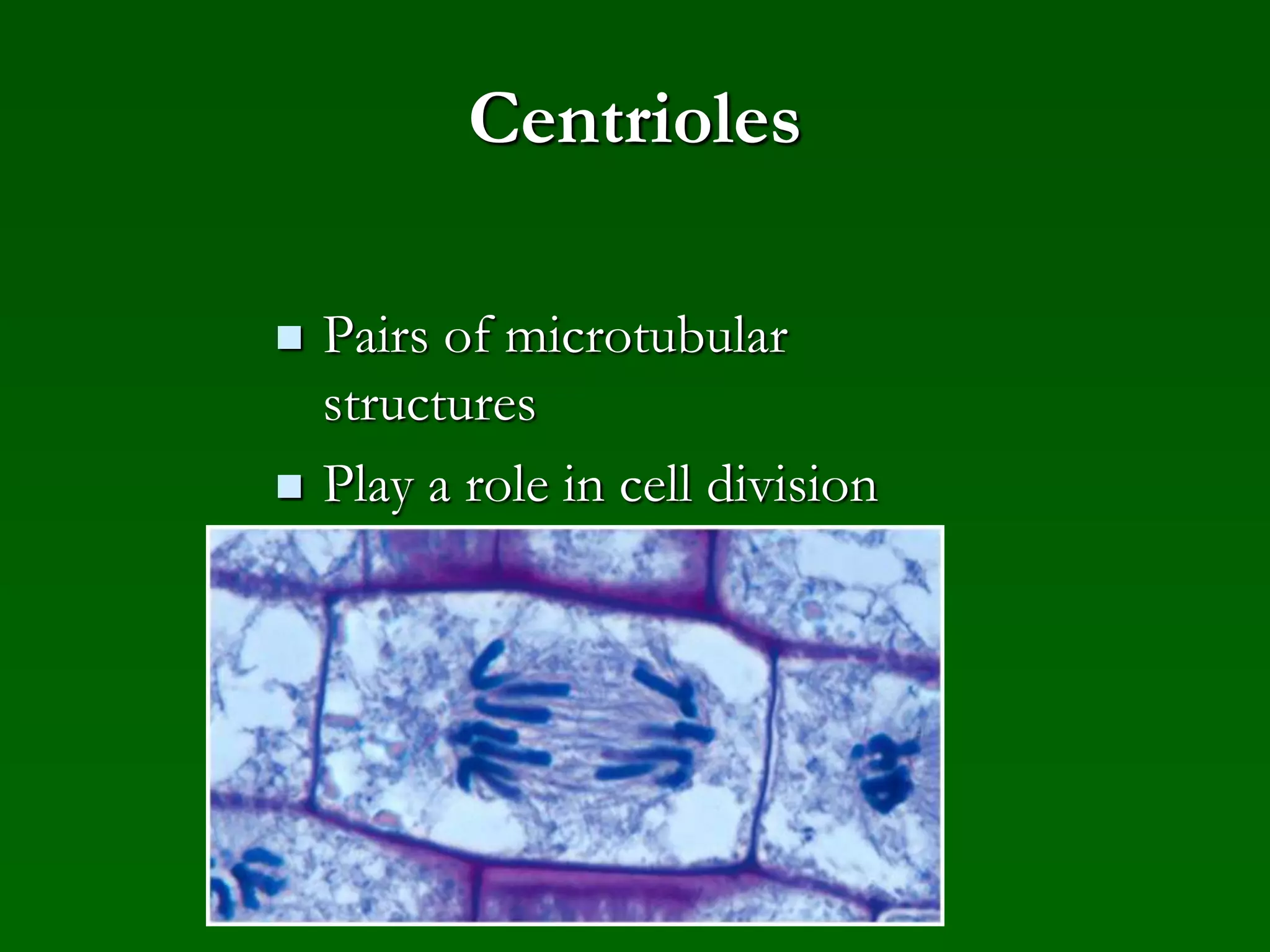 Cell Histology, Structure and Function of Cell, | PPT