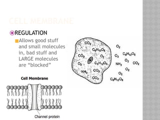 Cells and cell theory Biology For Engineers | PPT