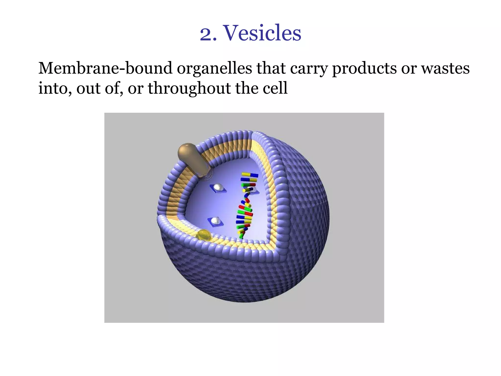 Cell Theory & Membranes | PPT